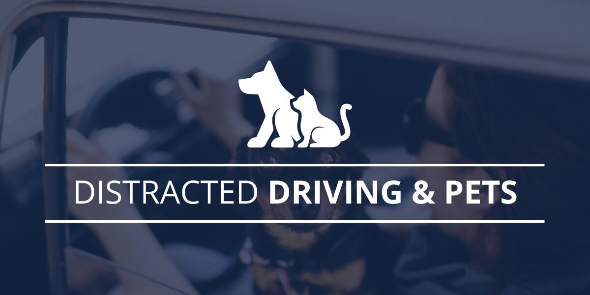 Is It Illegal to Drive with A Pet on Your Lap in New York State?